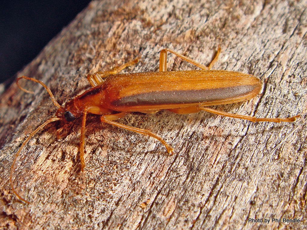 Phil Bendle Collection:Beetle (Lax) Striped (Thelyphassa lineata ...