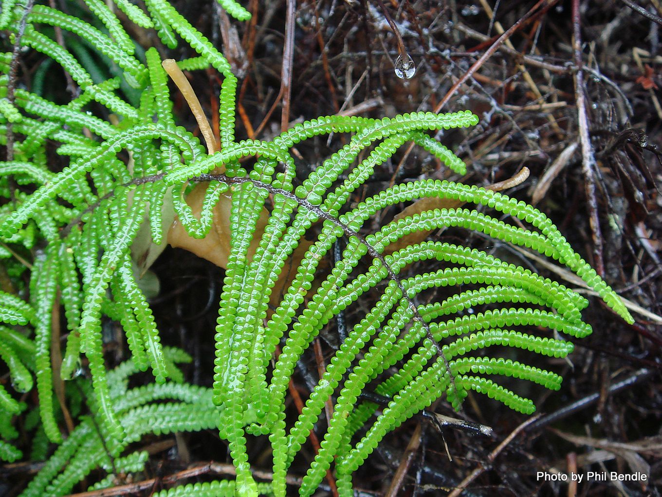 Phil Bendle Collection:Tangle Fern (Gleichenia dicarpa) - CitSciHub