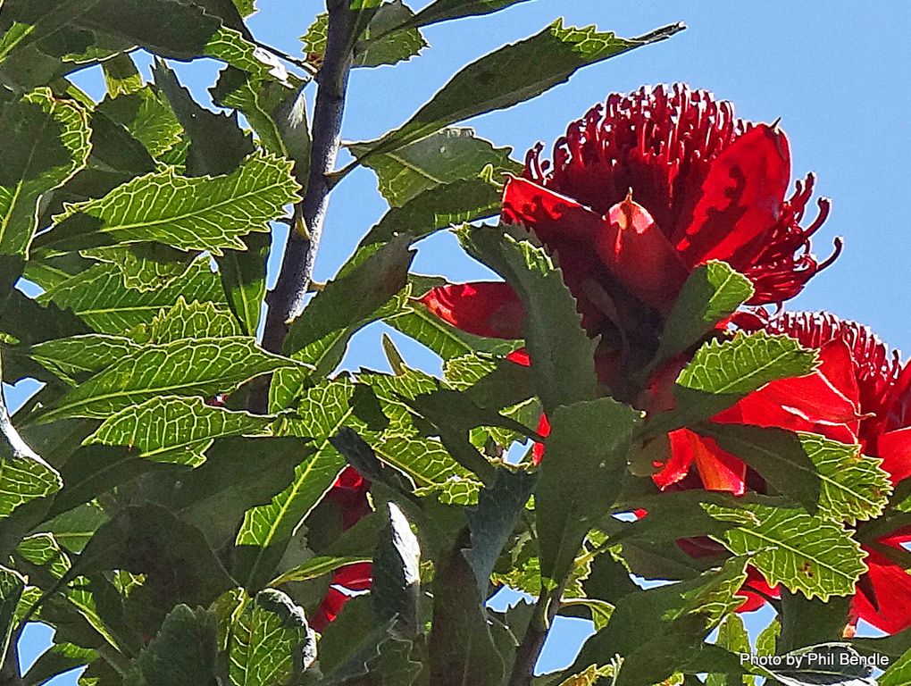 Phil Bendle Collection:Telopea speciosissima (New South Wales Waratah ...