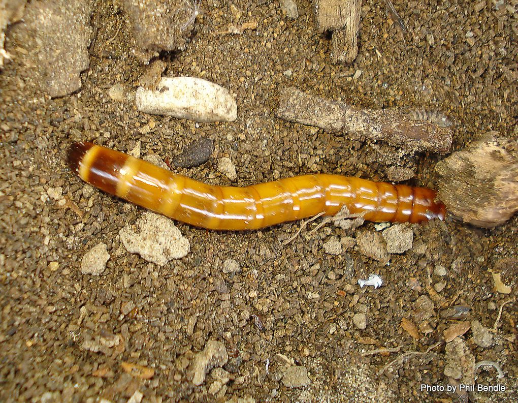 Phil Bendle Collection:Darkling beetle larva , Mimopeus sp. probably M ...
