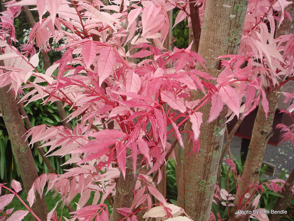 Phil Bendle Collection:Toona sinensis (Toon tree) - CitSciHub