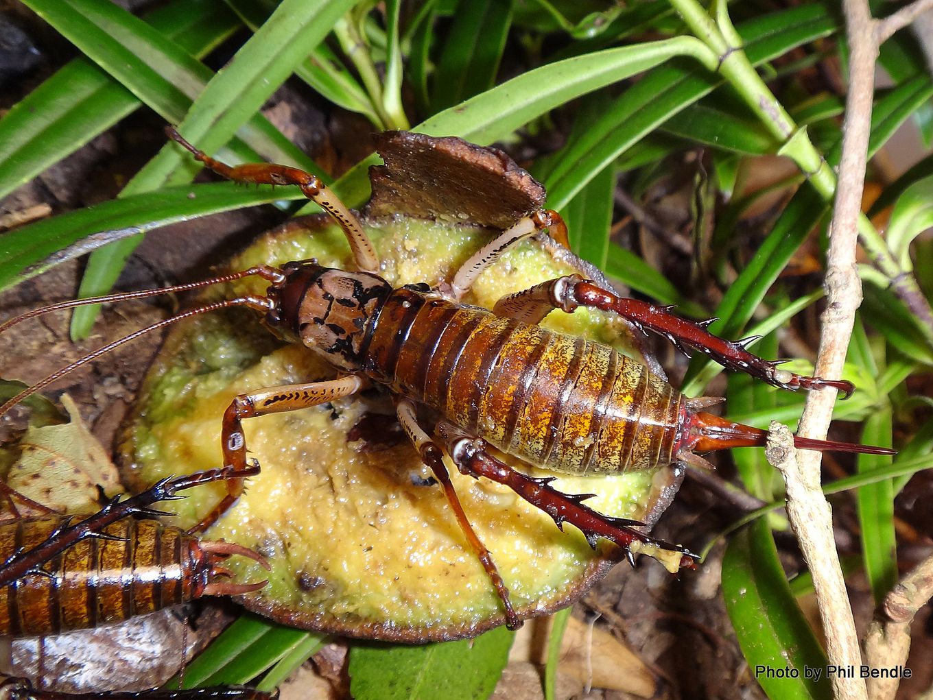 Phil Bendle Collection:Weta (Tree) Auckland (Hemideina thoracica ...