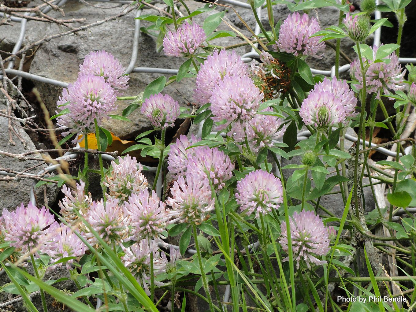 Phil Bendle Collection:Trifolium pratense (Red clover) - CitSciHub
