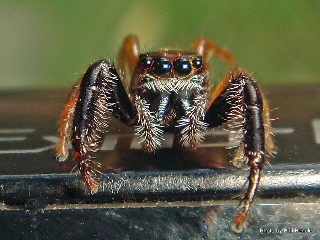 Phil Bendle Collection:Jumping spider (Trite planiceps) Black Headed ...