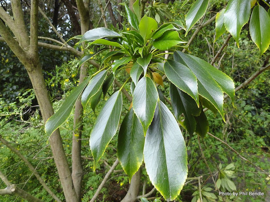 Phil Bendle Collection:Trochodendron aralioides (Wheel tree) - CitSciHub