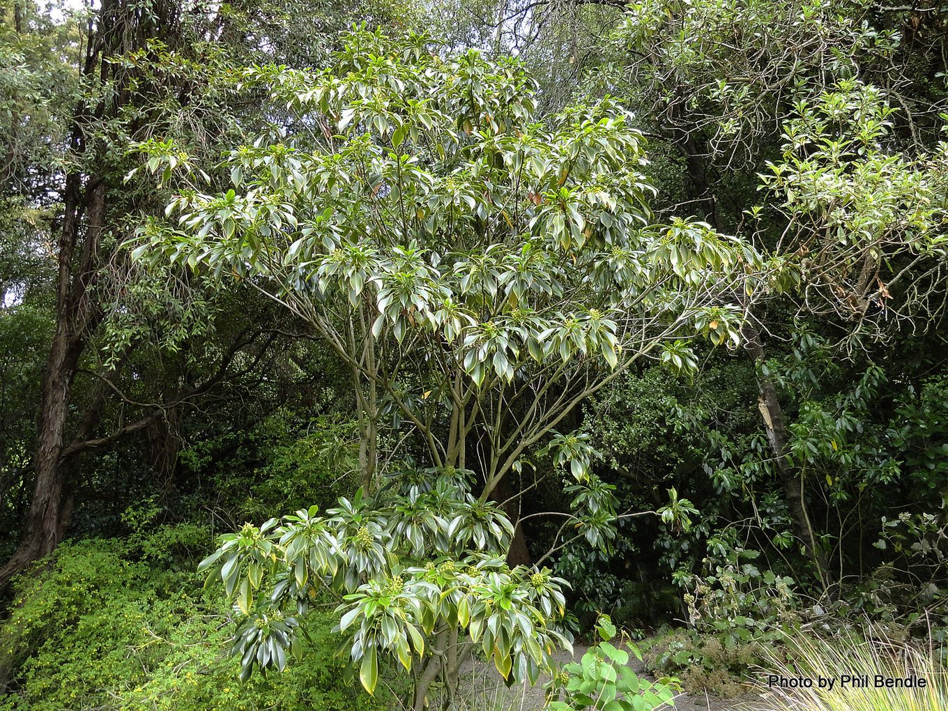 Phil Bendle Collection:Trochodendron aralioides (Wheel tree) - CitSciHub