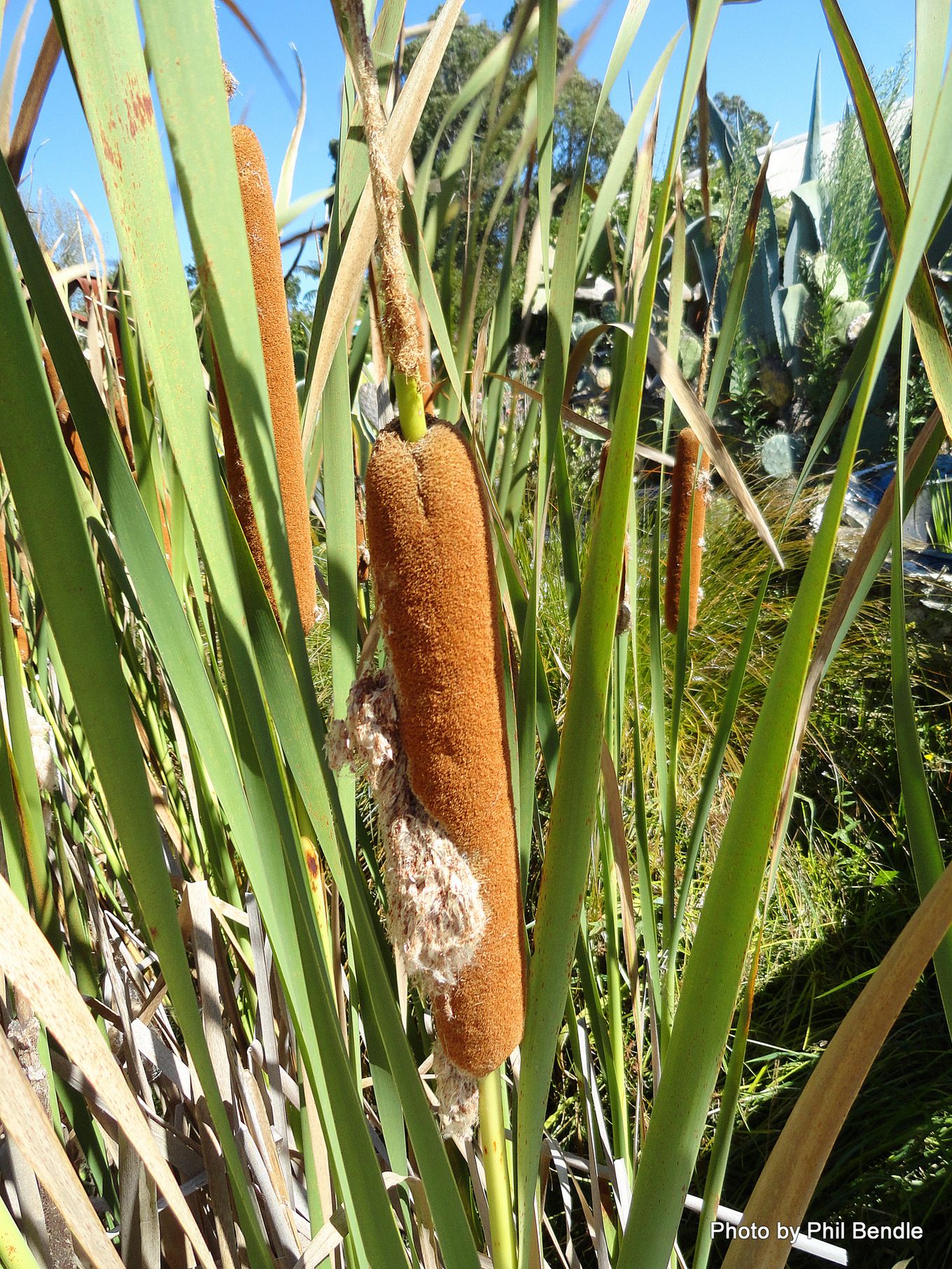 Phil Bendle Collection:Typha orientalis (Bulrush) - CitSciHub