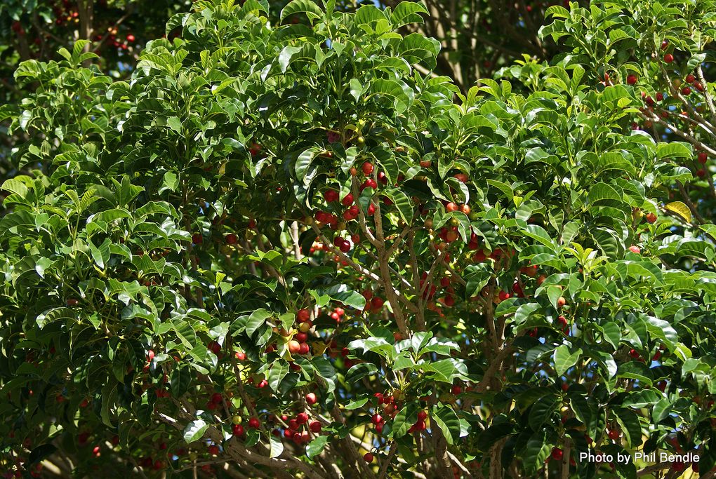Phil Bendle Collection:Vitex lucens (Puriri) - CitSciHub