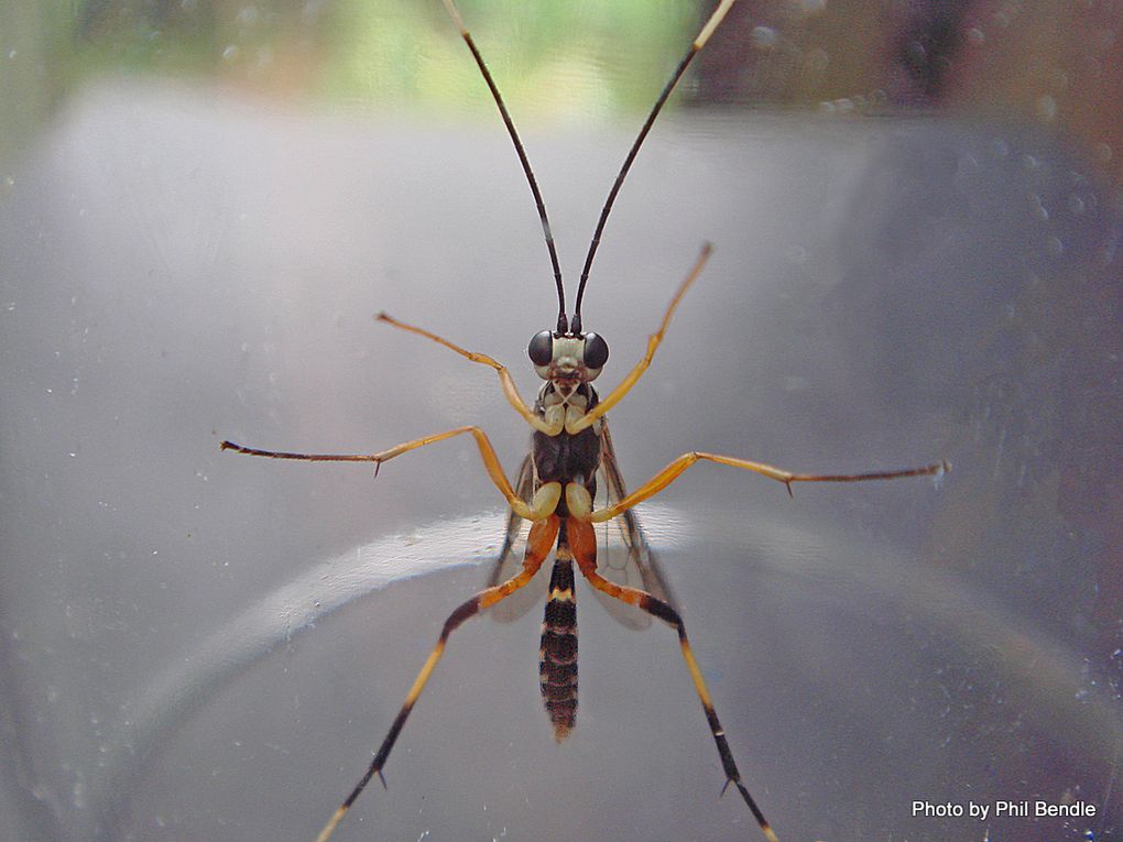 Phil Bendle Collection:Wasp (Lemon tree borer parasite) Xanthocryptus ...