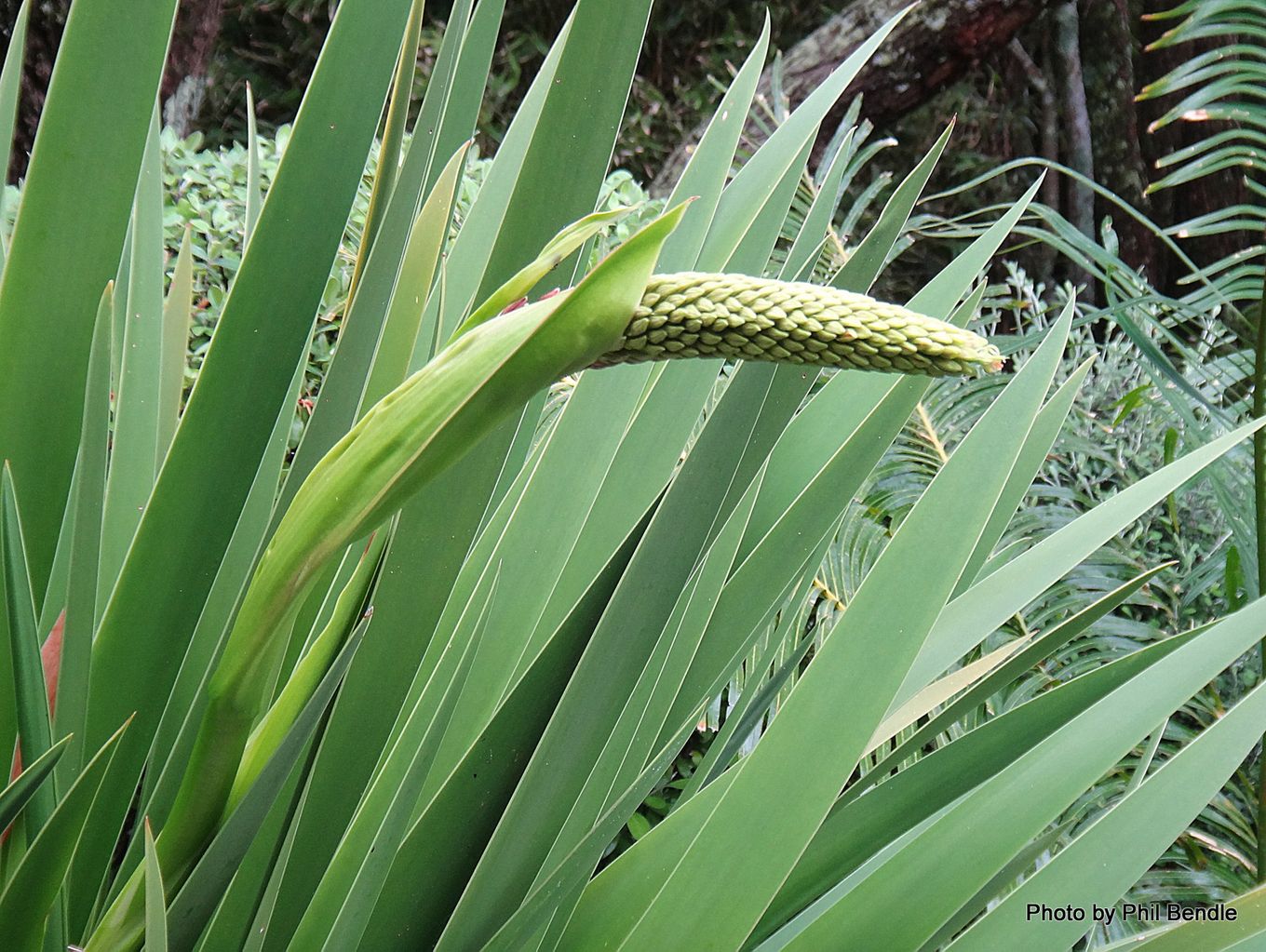 Phil Bendle Collection:Xeronema callistemon (Poor Knights lily) - CitSciHub