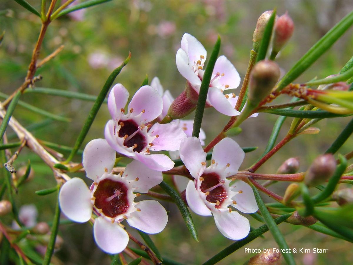 Phil Bendle Collection:Chamelaucium uncinatum (Geraldton wax flower ...