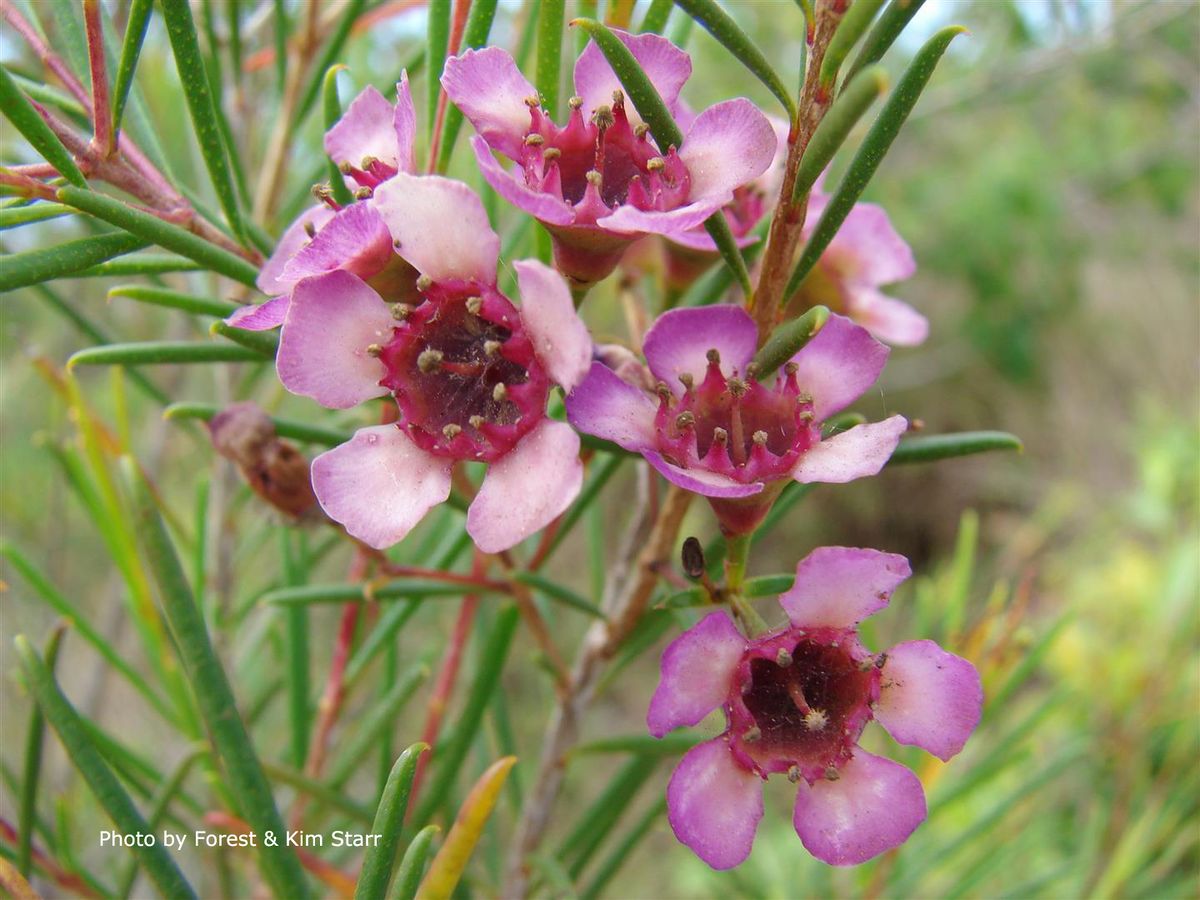Phil Bendle Collection:Chamelaucium uncinatum (Geraldton wax flower ...